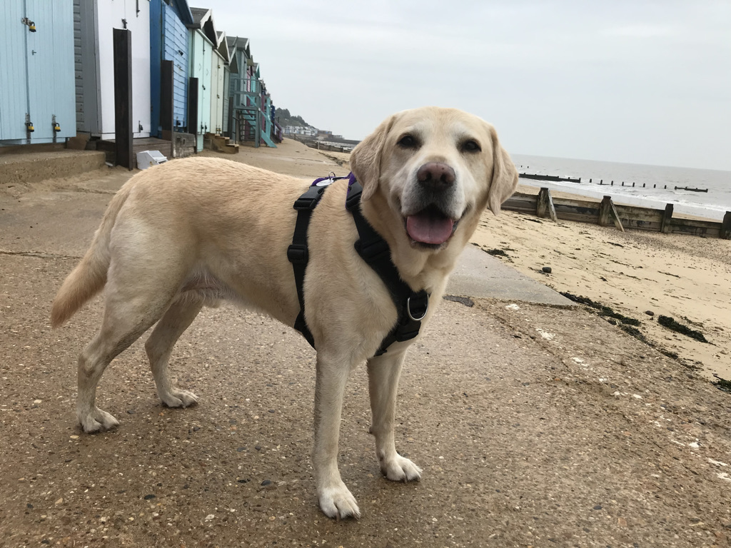 Losing Mr B – Shay Kelly